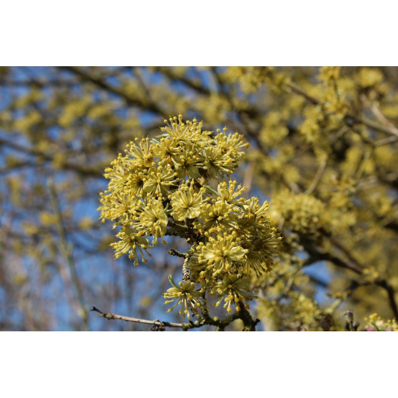 Japanese cornel dogwood - Cornus officinalis