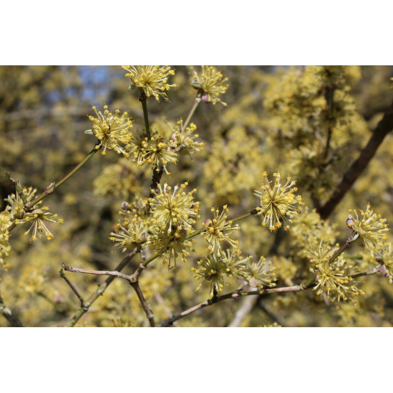 Japanese cornel dogwood - Cornus officinalis