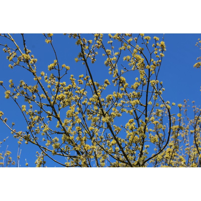 Japanese cornel dogwood - Cornus officinalis