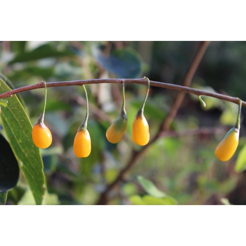 Yellow Goji Berry - Lycium barbarum Amber Sweet