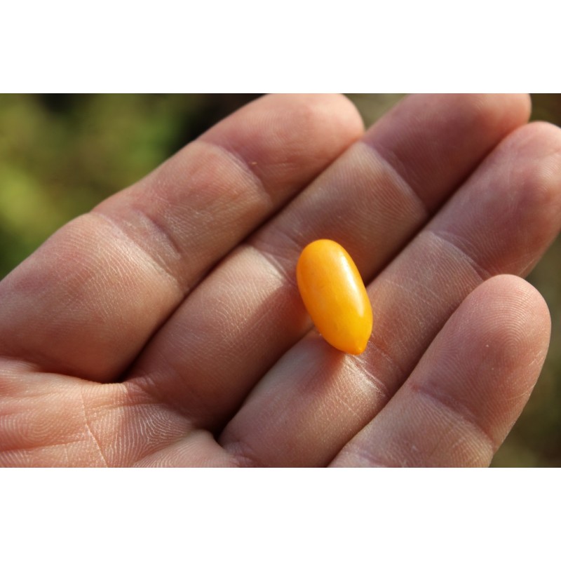 Yellow Goji Berry - Lycium barbarum Amber Sweet