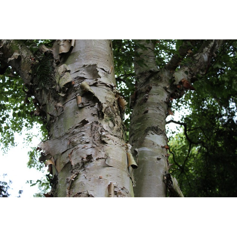 Paper birch - Betula papyrifera