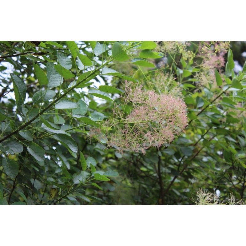 Smoke tree - Cotinus Coggygria