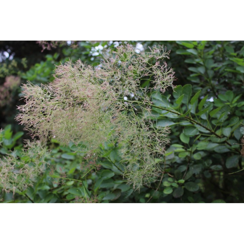 Smoke tree - Cotinus Coggygria