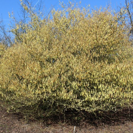 Winter-hazel - Corylopsis Spicata