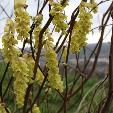 Winter-hazel - Corylopsis Spicata