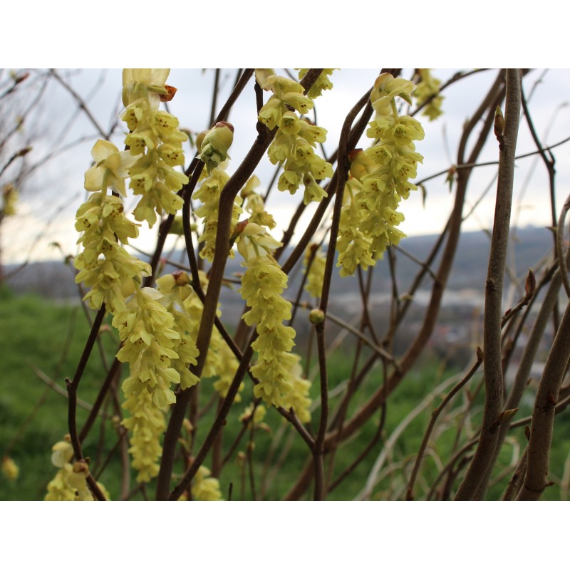 Winter-hazel - Corylopsis Spicata