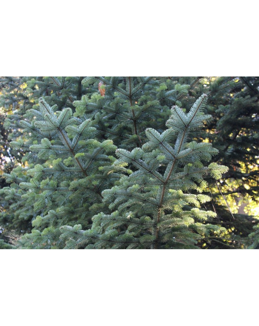 Nordmann fir - Caucasian fir - Abies nordmanniana
