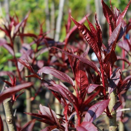 Red Leaf Peach Rubira - Prunus Persica Rubira