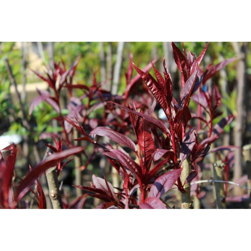 Red Leaf Peach Rubira - Prunus Persica Rubira