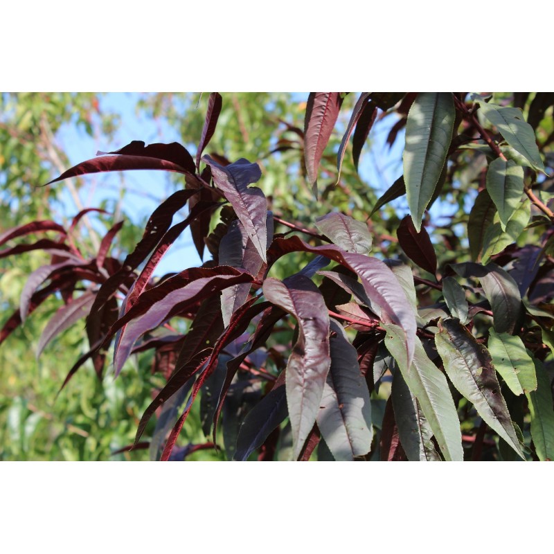 Red Leaf Peach Rubira - Prunus Persica Rubira