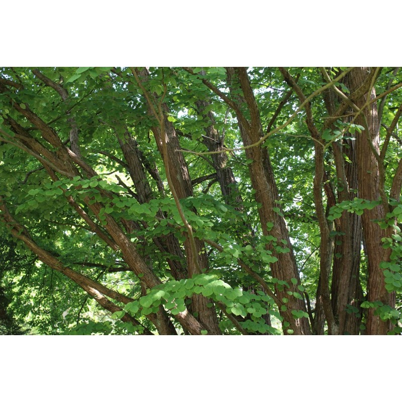 Arbre à caramel - Cercidiphyllum japonicum