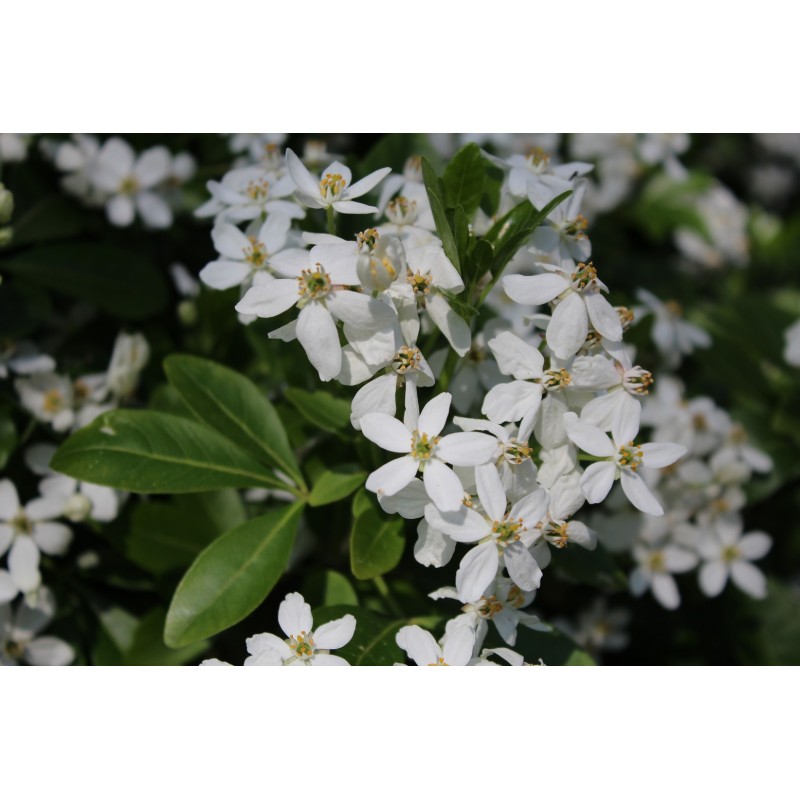 Mexican orange blossom - Choisya Ternata