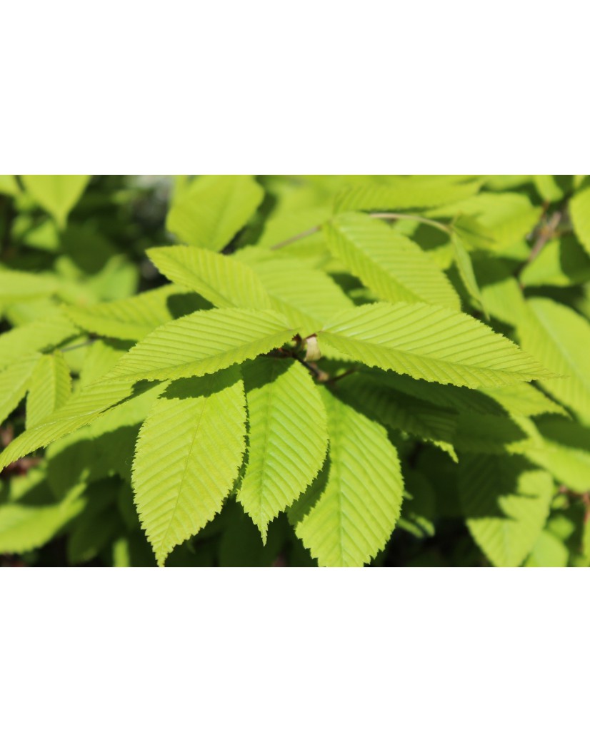 Hornbeam maple - Acer carpinifolium