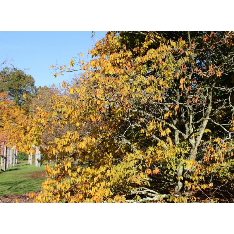 Hornbeam maple - Acer carpinifolium