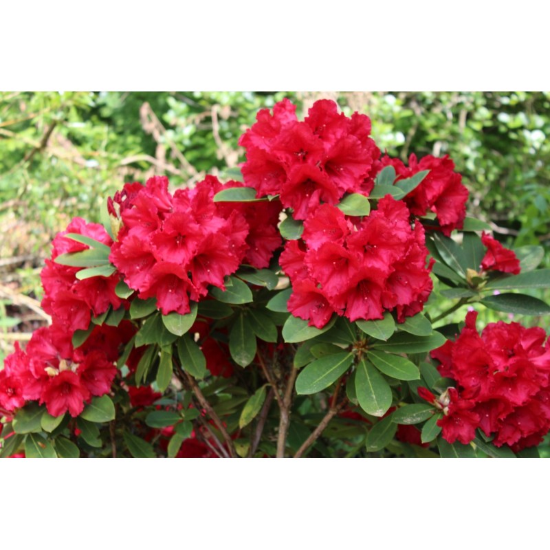 Rhododendron Red Jack