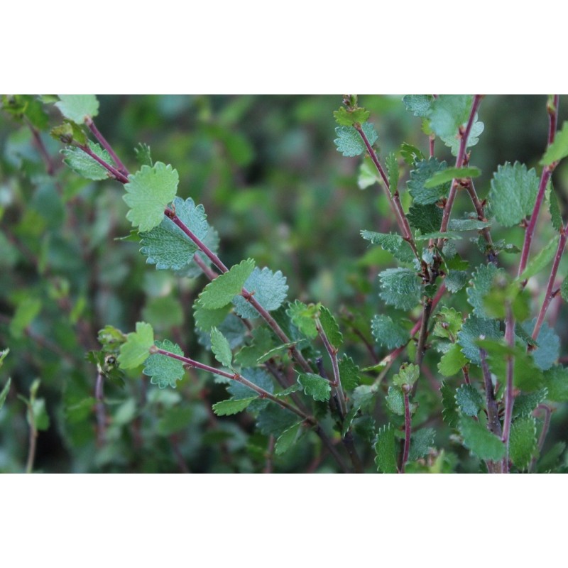 Dwarf birch - Betula Nana