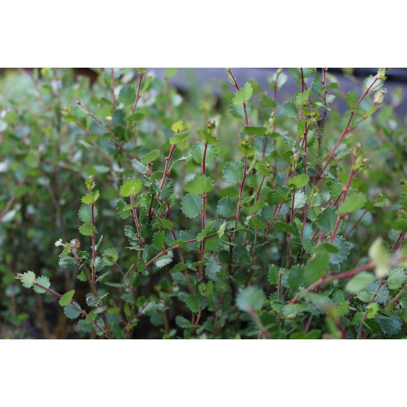 Dwarf birch - Betula Nana