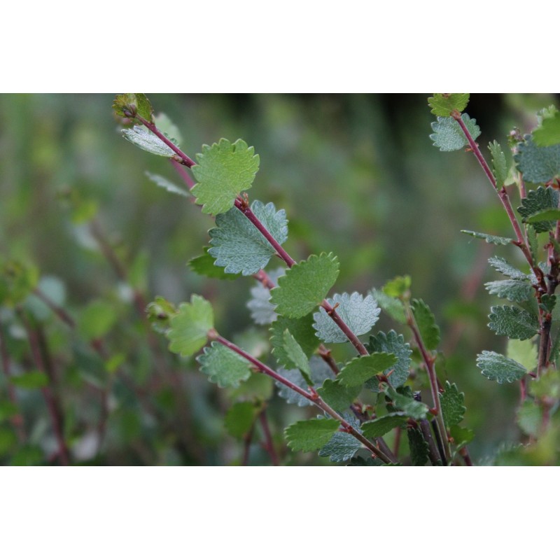 Dwarf birch - Betula Nana