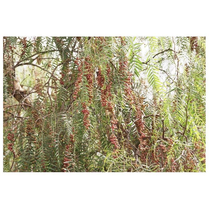 Peruvian pepper - American pepper - Schinus Molle