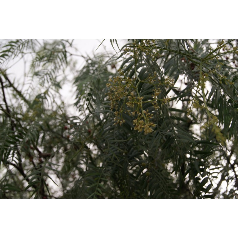 Peruaanse Peper - peperboom - Schinus Molle