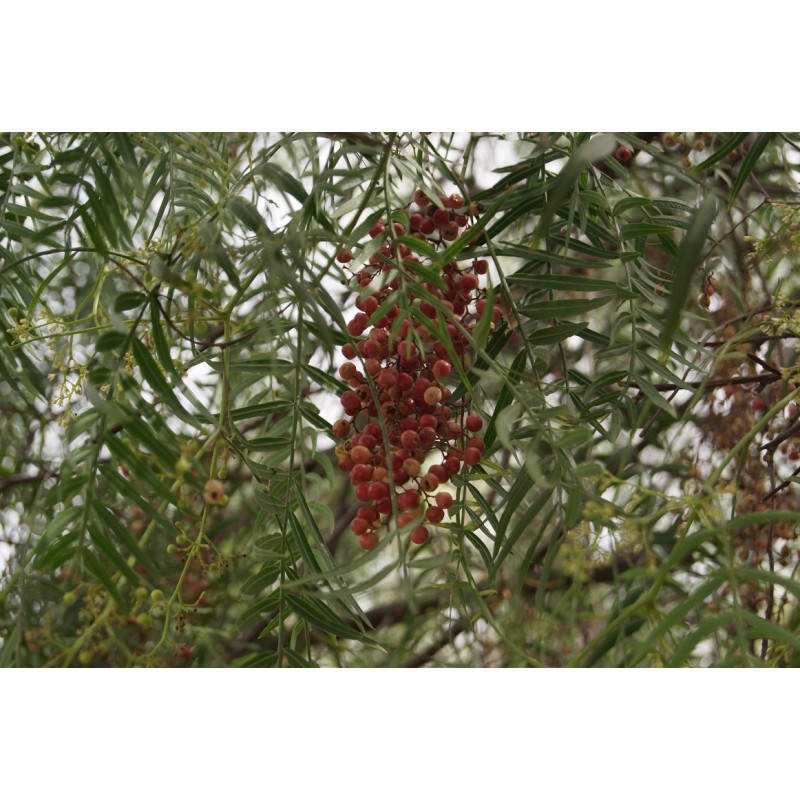 Peruaanse Peper - peperboom - Schinus Molle