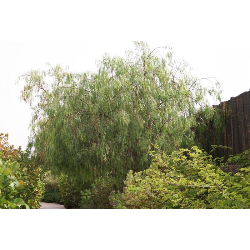 Peruaanse Peper - peperboom - Schinus Molle