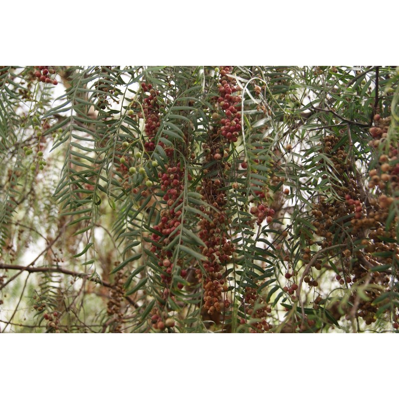 Peruaanse Peper - peperboom - Schinus Molle