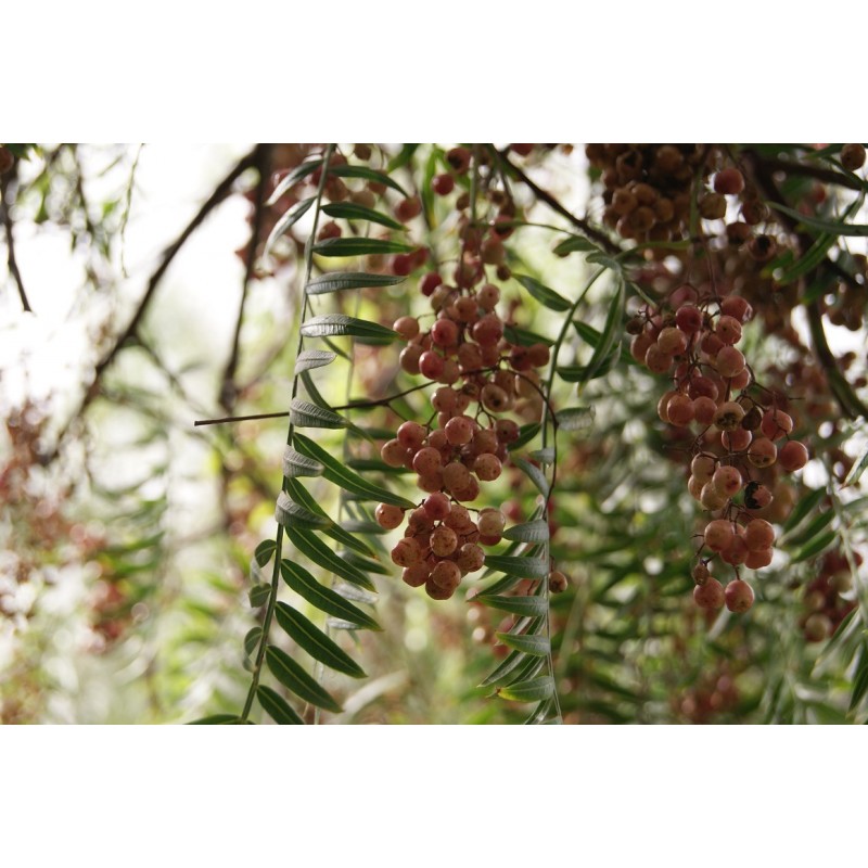 Peruvian pepper - American pepper - Schinus Molle