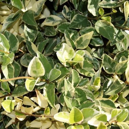 Variegated Star Jasmine - Trachelospermum jasminoides Variegatum