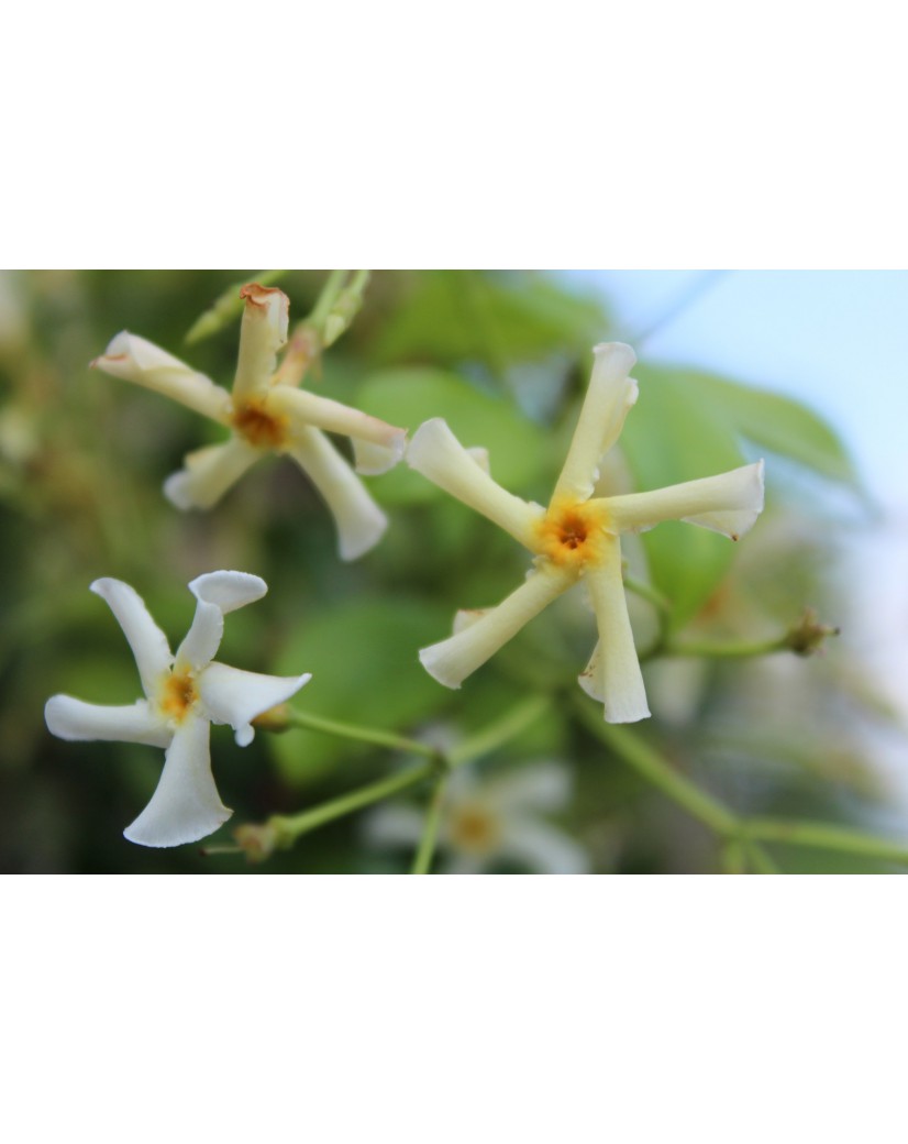 Tricolor Asiatic Star Jasmine - Trachelospermum asiaticum Tricolor