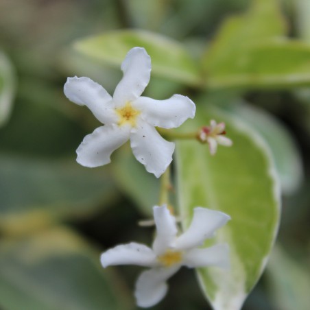 Variegated Star Jasmine - Trachelospermum jasminoides Variegatum