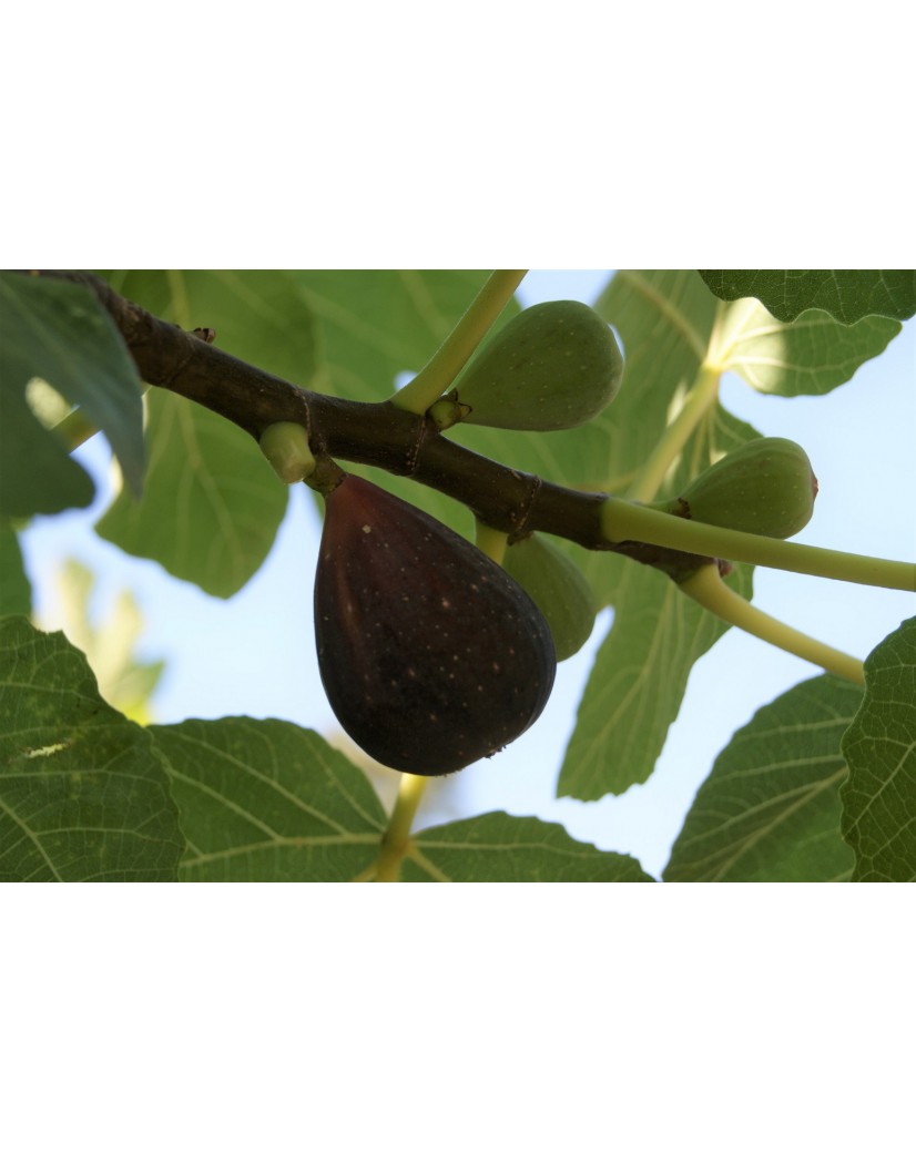 Fig tree Sultane - Ficus carica Sultane