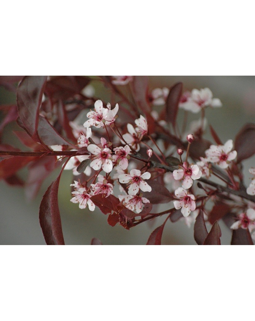 Purple leaf sand cherry - Prunus Cistena
