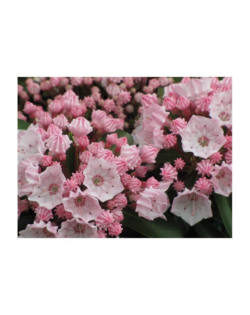 Tiddlywinks Mountain Laurel - Kalmia Latifolia Tiddlywinks