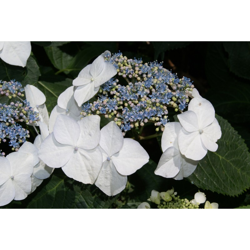 Bluebird Lacecap Hydrangea - Hydrangea Serrata Bluebird