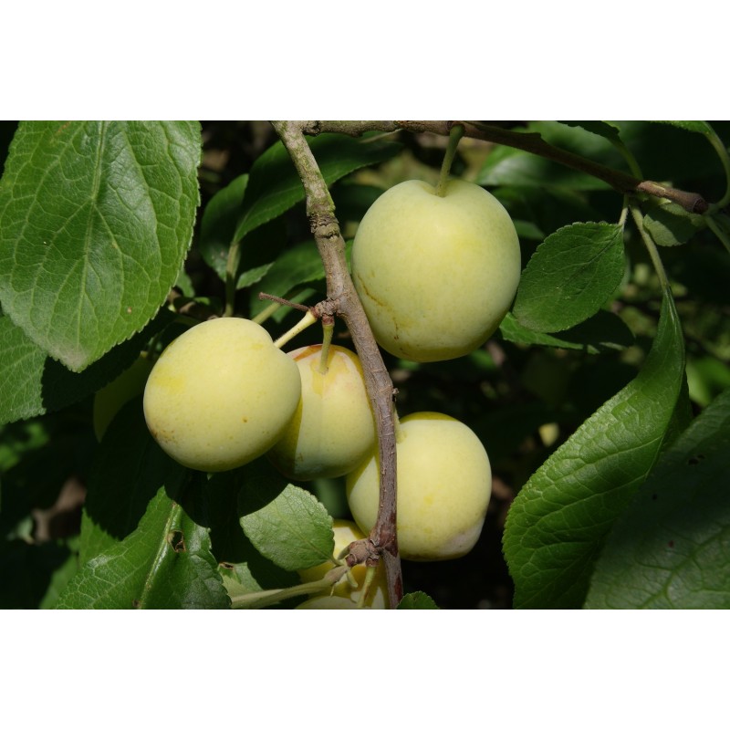 Plum Oullin's Golden Gage - Prunus domestica Reine Claude d'Oullins