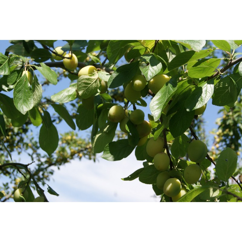 Plum Oullin's Golden Gage - Prunus domestica Reine Claude d'Oullins