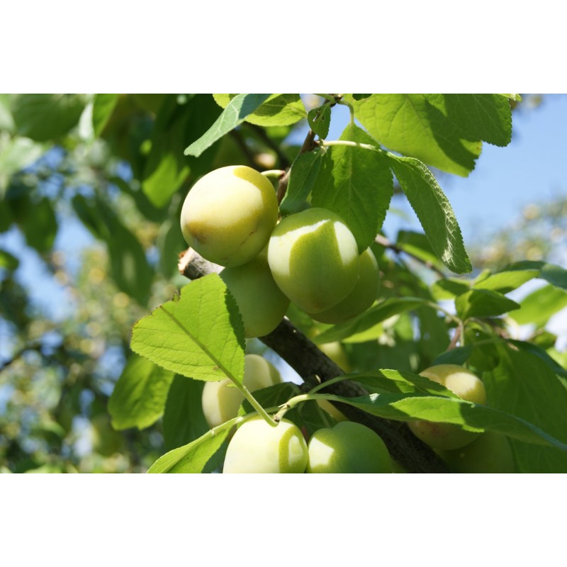 Plum Oullin's Golden Gage - Prunus domestica Reine Claude d'Oullins