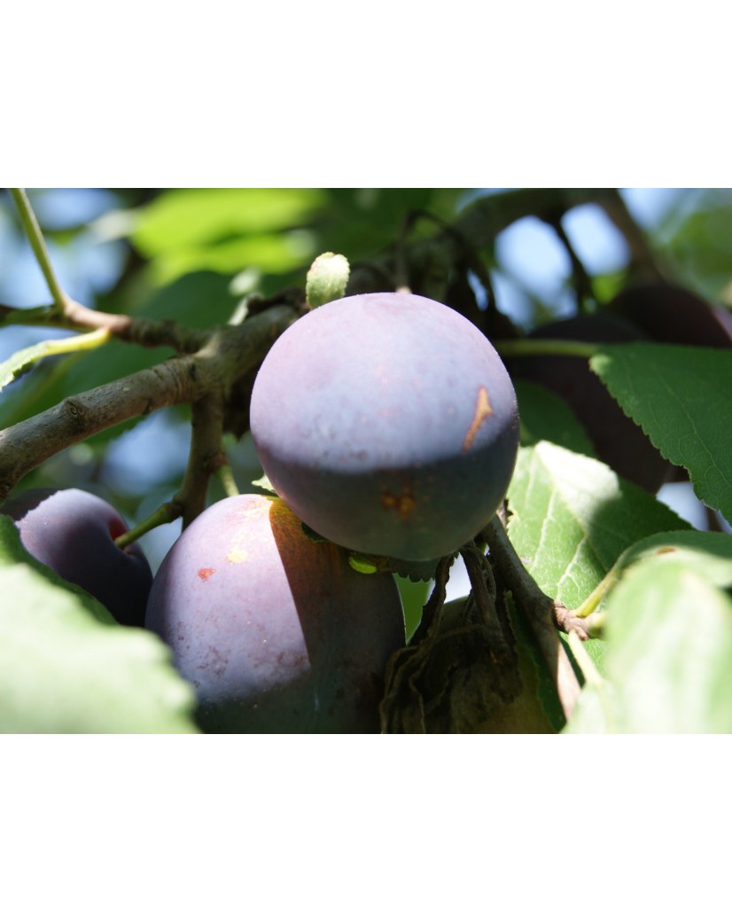 Plum tree Opal - Prunus Domestica Opal