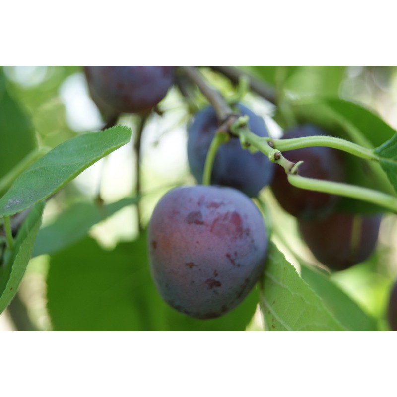 Plum tree Opal - Prunus Domestica Opal