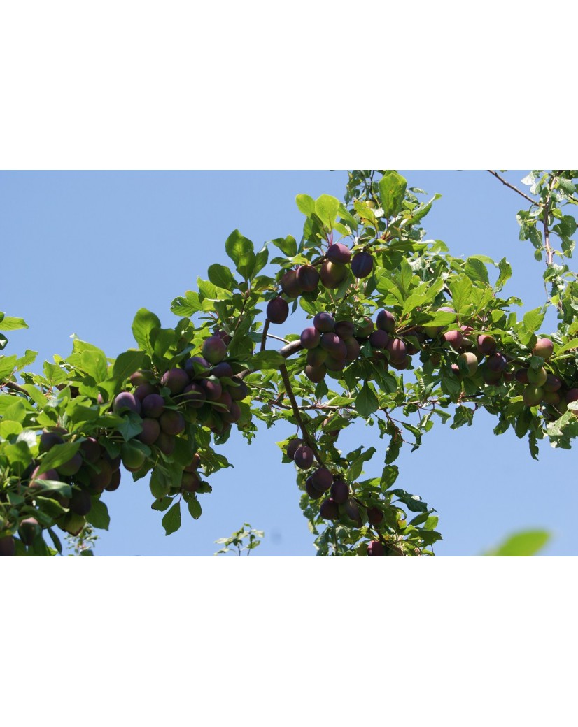 Plum tree Opal - Prunus Domestica Opal
