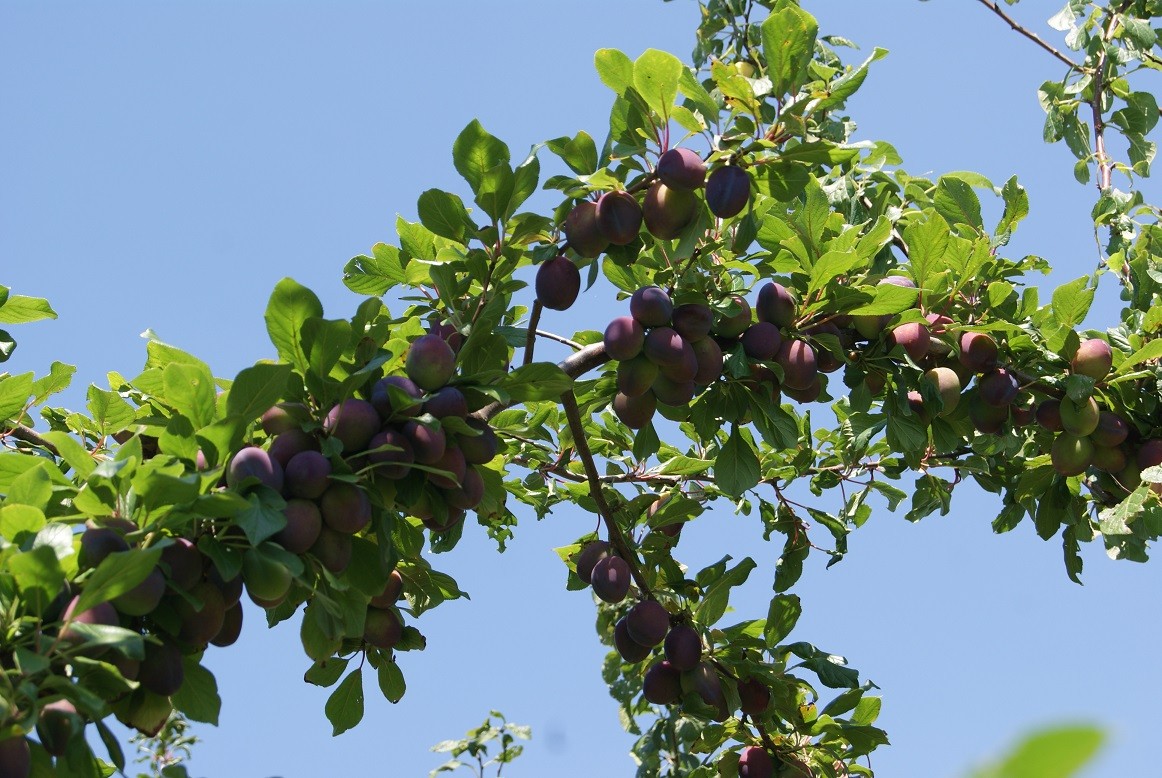Pruimenboom Reine Claude d'Althan-Prunus domestica Reine Claude d'Althan