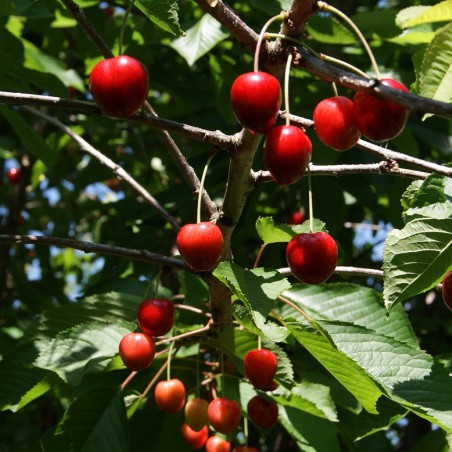 Columnar cherry tree Sylvia - Prunus Avium Sylvia