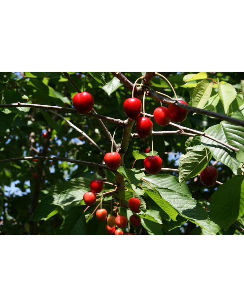 Columnar cherry tree Sylvia - Prunus Avium Sylvia