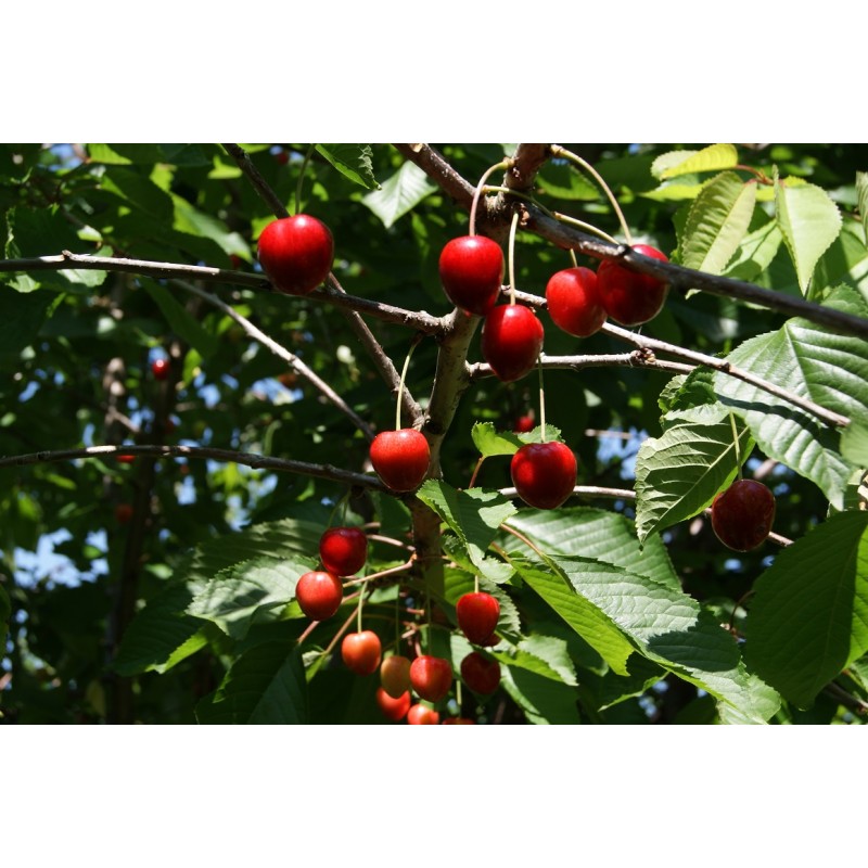 Dwarf Cherry Tree Sylvia Prunus Avium Sylvia