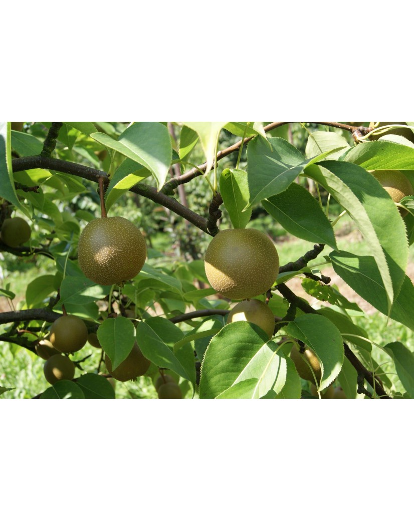 Common Medlar - Mespilus Germanica
