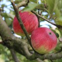 Braeburn apple tree - Malus Domestica Braeburn