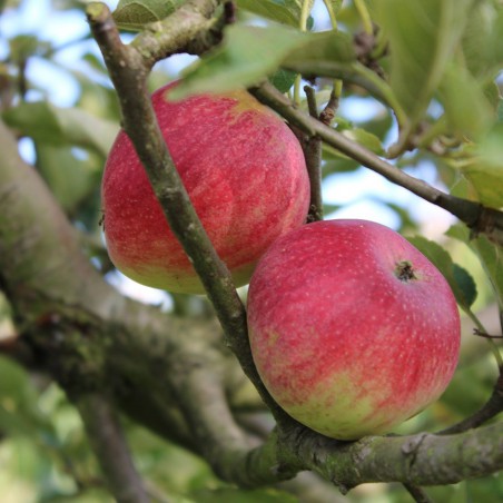 Braeburn apple tree - Malus Domestica Braeburn