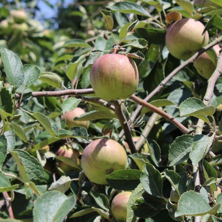 Elstar apple tree - Malus domestica Elstar
